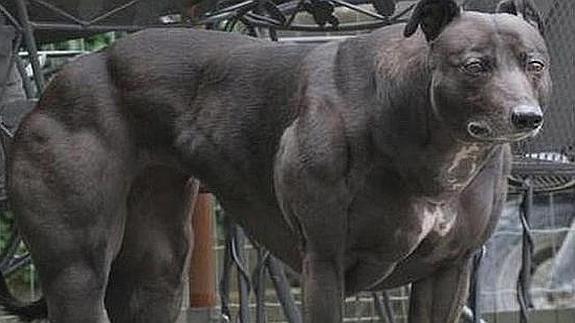 Científicos chinos crean perros supermusculosos | El Correo