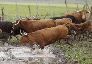 Toros pasados por agua | El Correo
