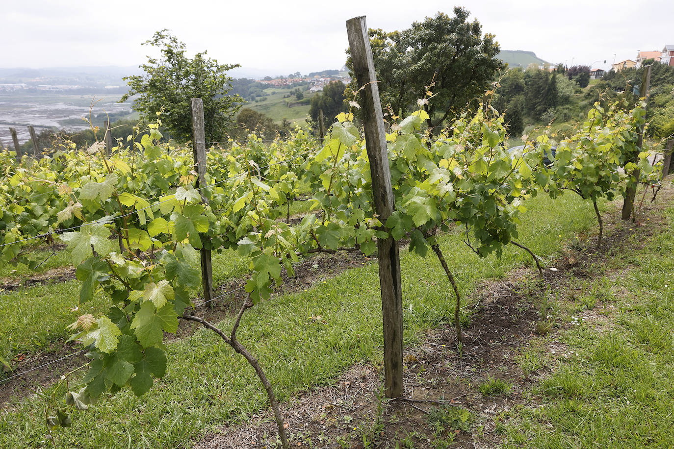 Suances cosecha nuevos vinos | El Diario Montañés