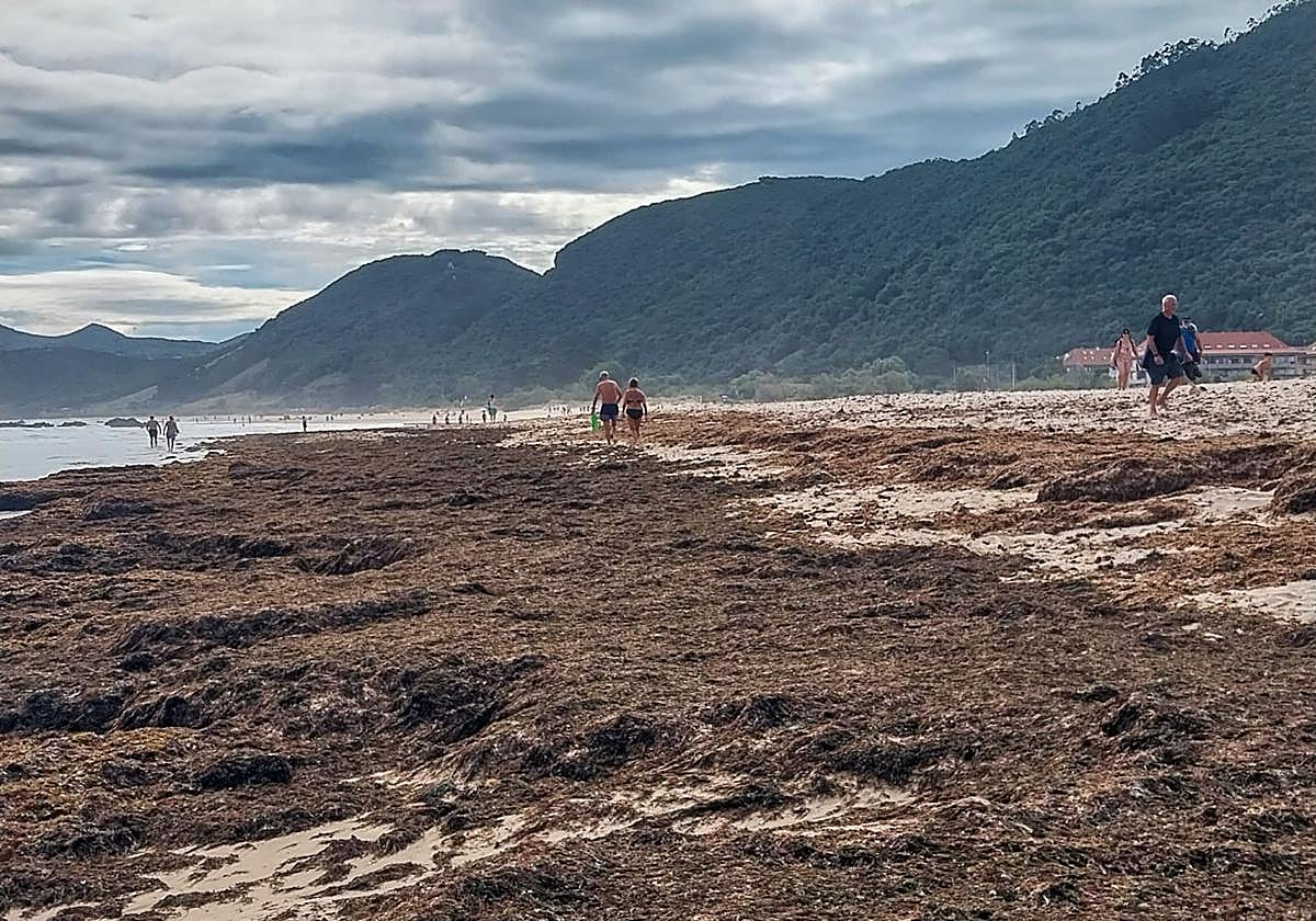 Las algas invasoras cubren de nuevo las playas de Noja | El Diario Montañés