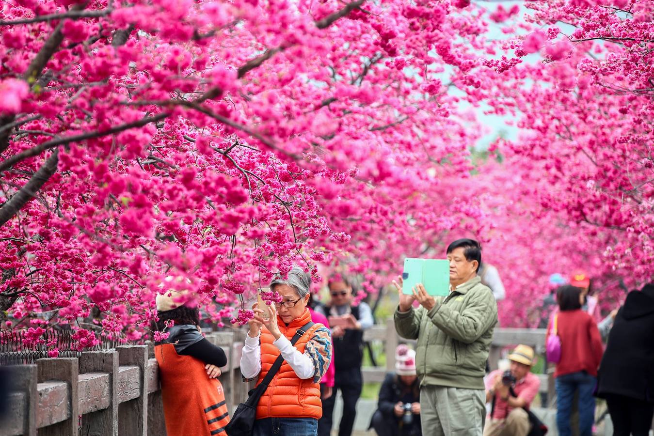 Fotos: Cerezos en flor en Taiwán | El Norte de Castilla