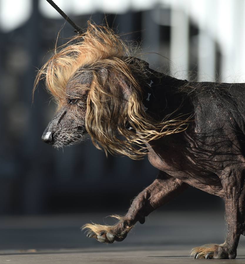 Fotos: Concurso para elegir al perro más feo del mundo en California ...