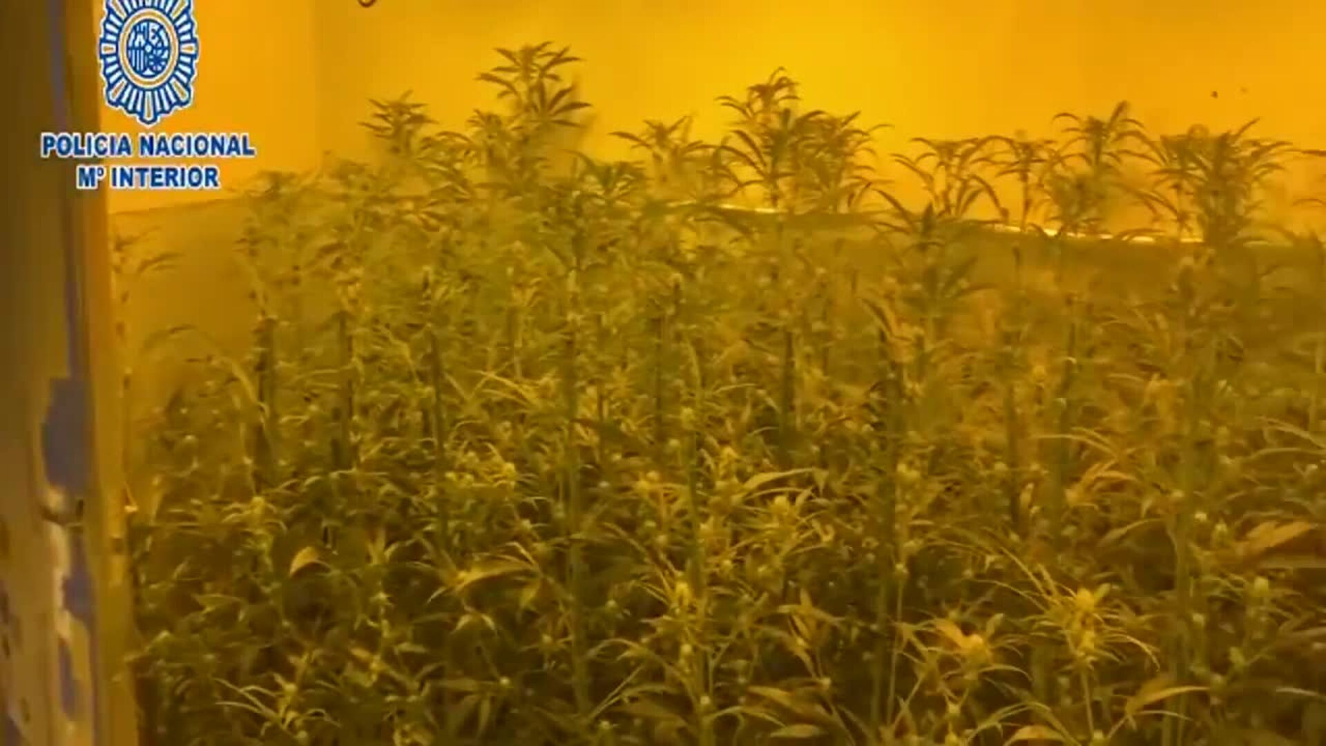 Desmantelada plantación indoor de marihuana en Humanes, Madrid | El Norte de Castilla