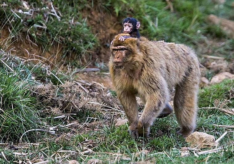 El virus B de Hong Kong y cómo ha pasado del mono al humano en China ...