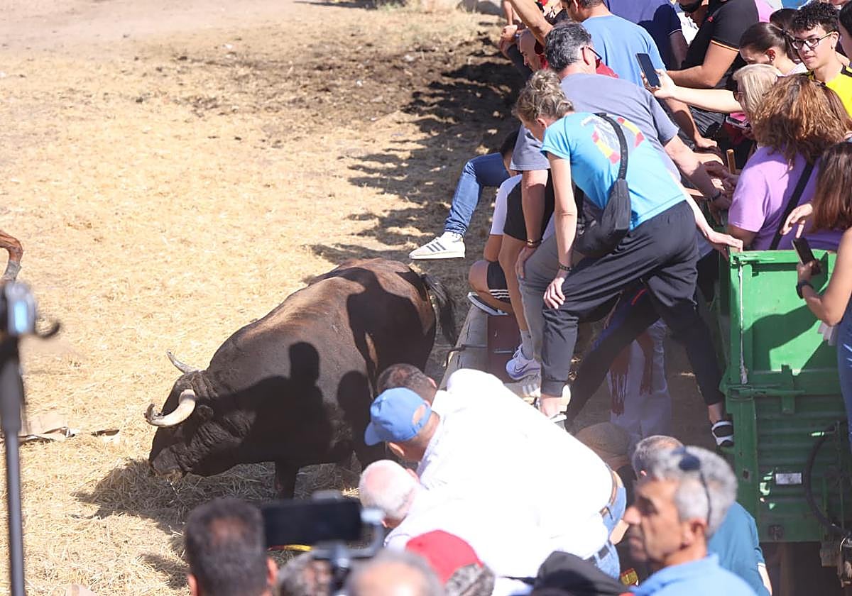 Así te hemos contado en directo el Toro de la Vega | El Norte de Castilla