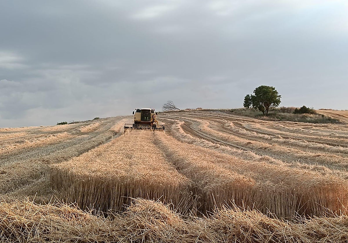 Las siembras de invierno de cereal se reducen en un 4,6% en la región ...