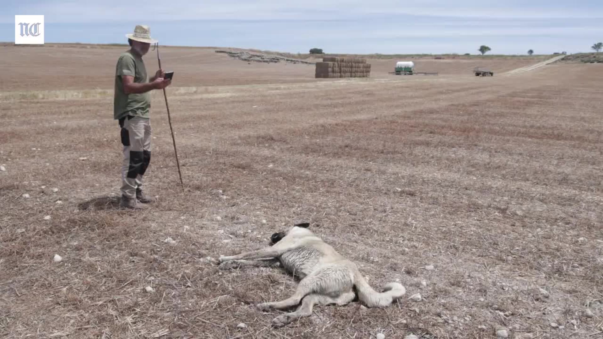 El pastor Paco Morgado ha perdido trece ovejas de su rebaño trashumante ...