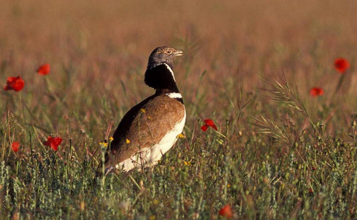 El sisón reduce el terreno para las plantas fotovoltaicas | Hoy