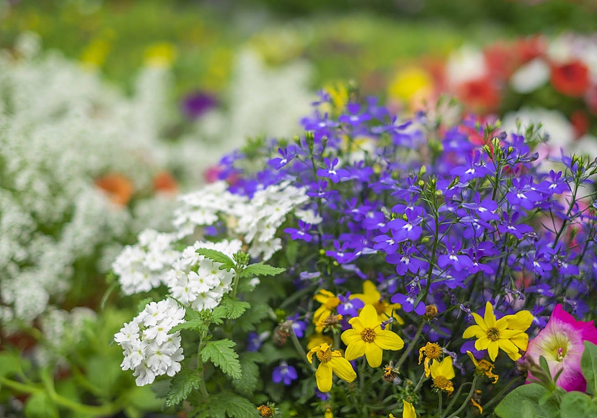 Ana Zafra: Y a pesar de todo, primavera | Hoy