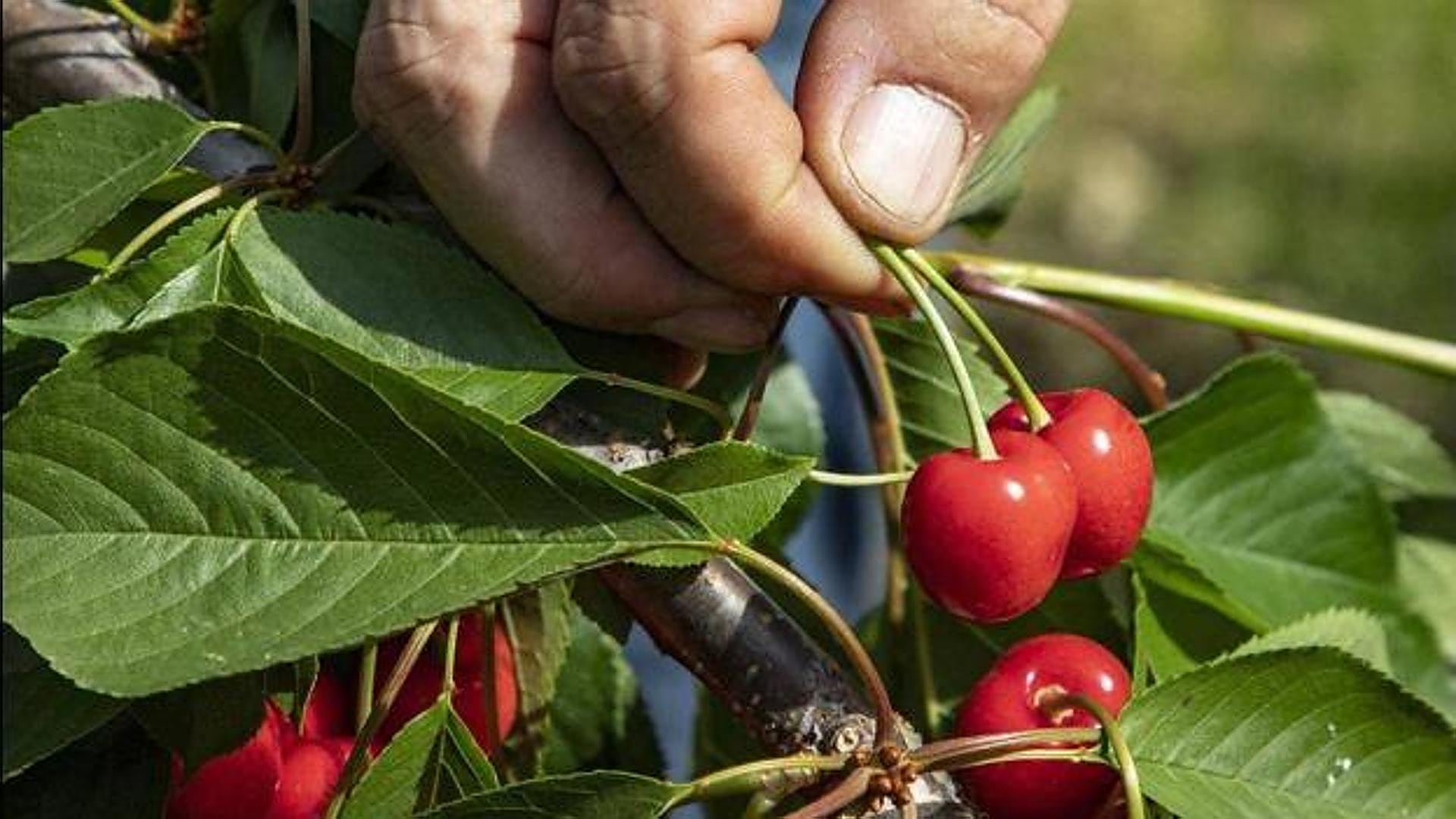 La Guardia Civil controlará la campaña de la cereza para evitar robos y la venta ilegal | Hoy.es