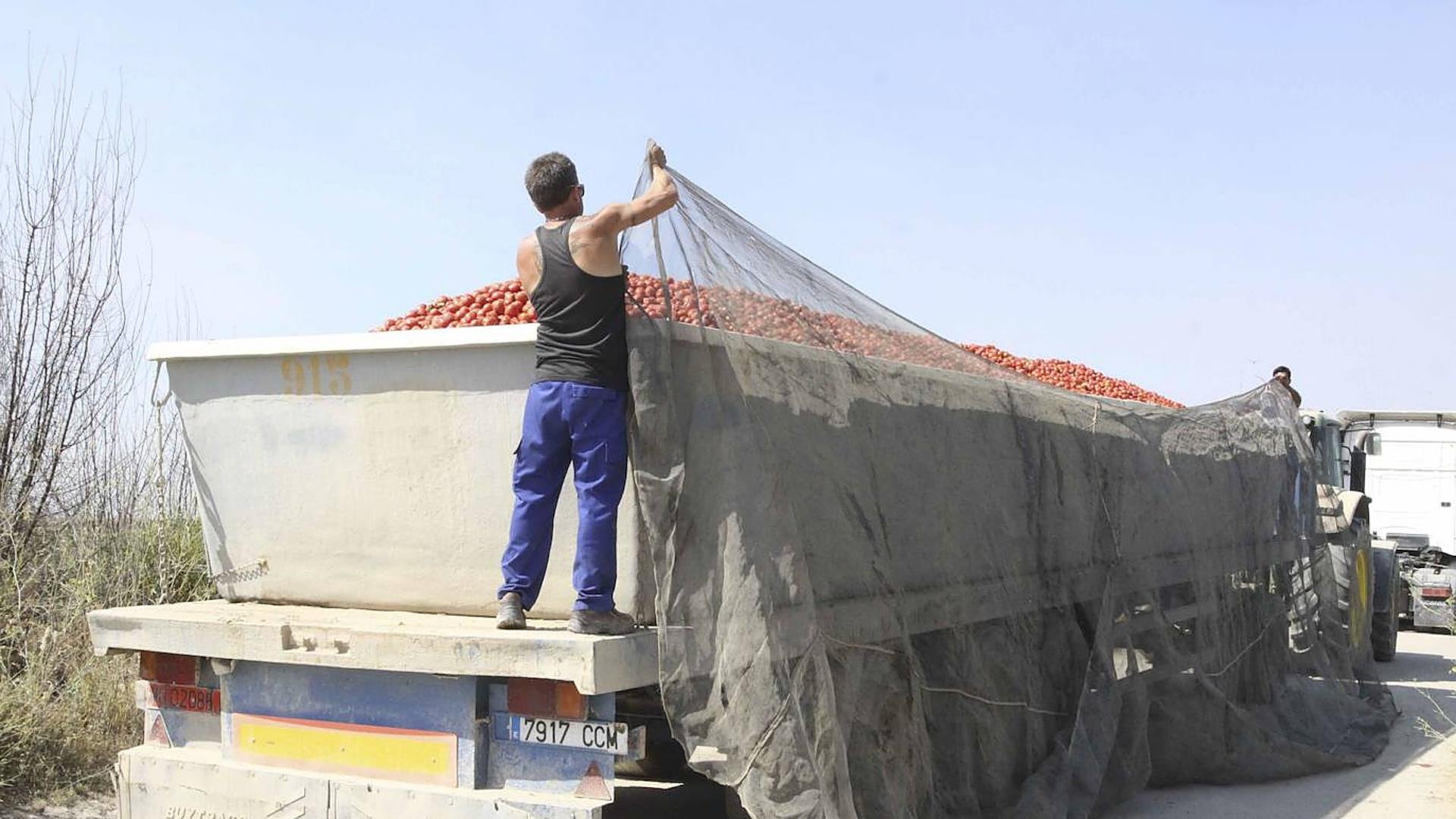 La campaña del tomate moverá unos 2 millones de toneladas en 100.000 ...