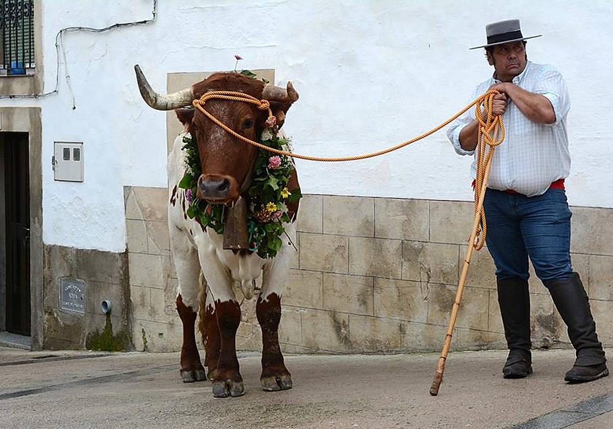 Brozas revive el sábado el Toro de San Marcos, la fiesta prohibida por ...