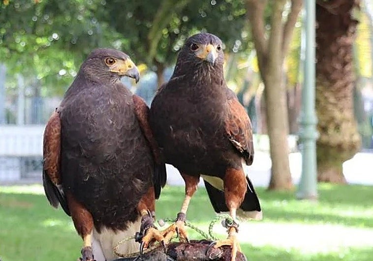 Don Benito usará aves rapaces para ahuyentar a las palomas | Hoy