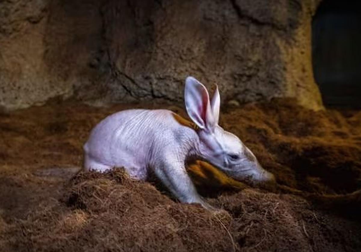 Orejas de conejo, hocico de cerdo y garras de dinosaurio: así es esta ...