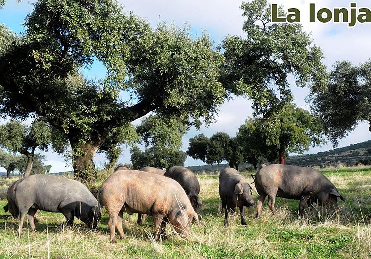 Lonja agropecuaria del martes, 16 de junio | Hoy