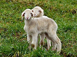 'Corderex, el corderito valiente' acercará a los escolares los ...