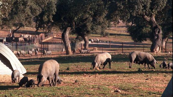 Del cerdo ibérico extremeño al cerdo pelón mexicano 500 años después | Hoy