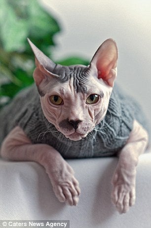 El gato que se parece a Adolf Hitler arrasa en las redes sociales | Ideal