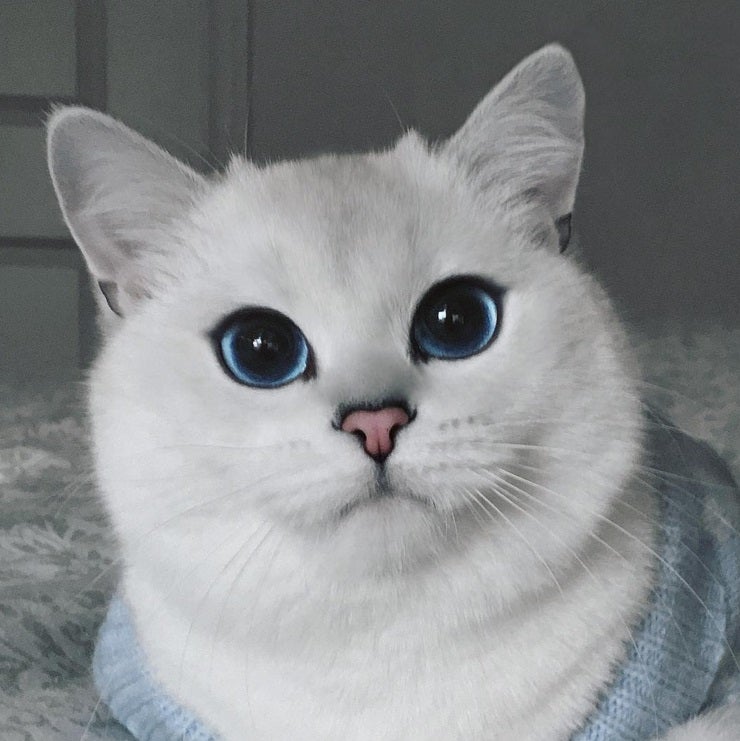 Coby, el gato de ojos azules que enamora a todo el mundo | Ideal