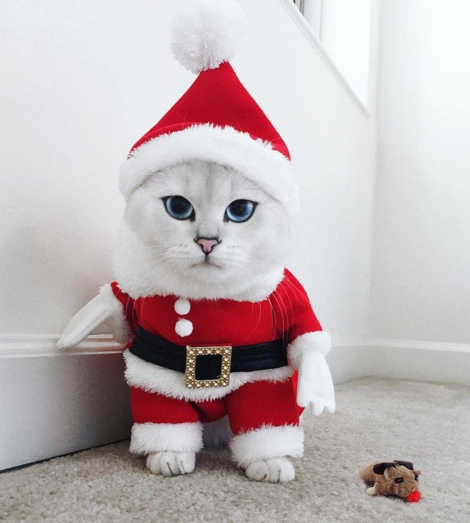 Coby, el gato de ojos azules que enamora a todo el mundo | Ideal