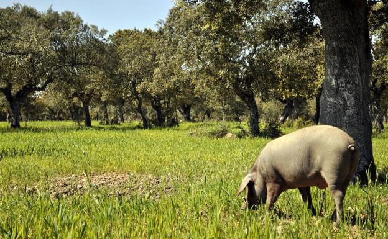 ¿Qué es la Triquinelosis que ha causado 11 brotes en España? | Ideal