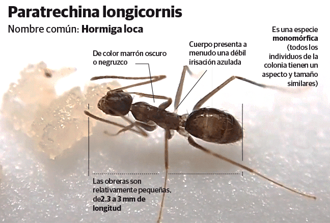 La hormiga loca, una especie invasora que continúa su expansión por ...