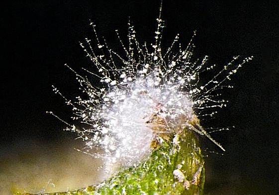 Velifer®, nuevo bioinsecticida de BASF | Ideal