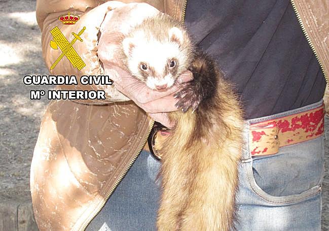 Rescatan con vida 14 conejos y hurones de cazadores furtivos en Alcaudete | Ideal