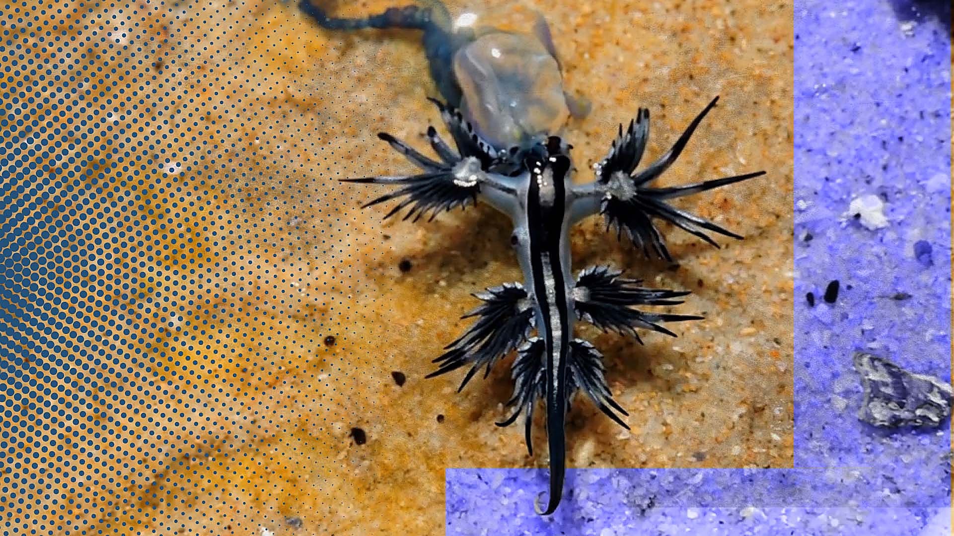 El dragón azul, la criatura que vuelve a la costa española tras 100 ...