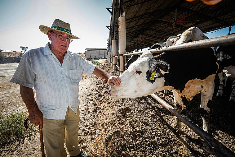 Los ganaderos granadinos sacrificarán vacas y buscarán otros clientes ...