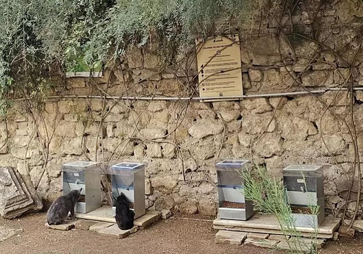 Jaén estima en «unas 60 o 70» las colonias de gatos y avanza en la ...