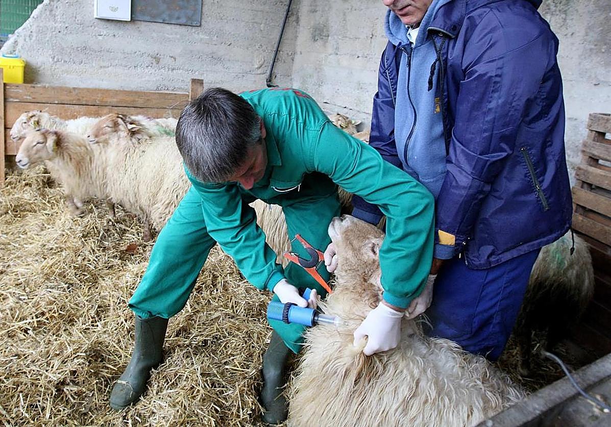 La Junta de Andalucía subvencionará el 100% de las vacunas para la lengua azul | Ideal