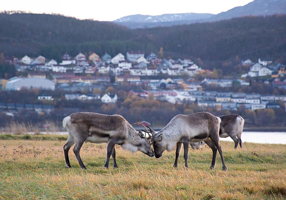 La granadina que caza auroras boreales en el ártico: «Tienes que verlas ...
