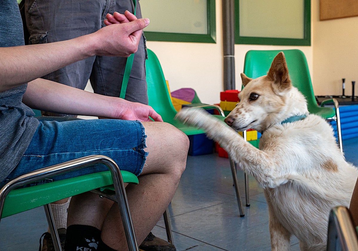 Los perros terapéuticos, un alivio para pacientes de Salud Mental | Ideal