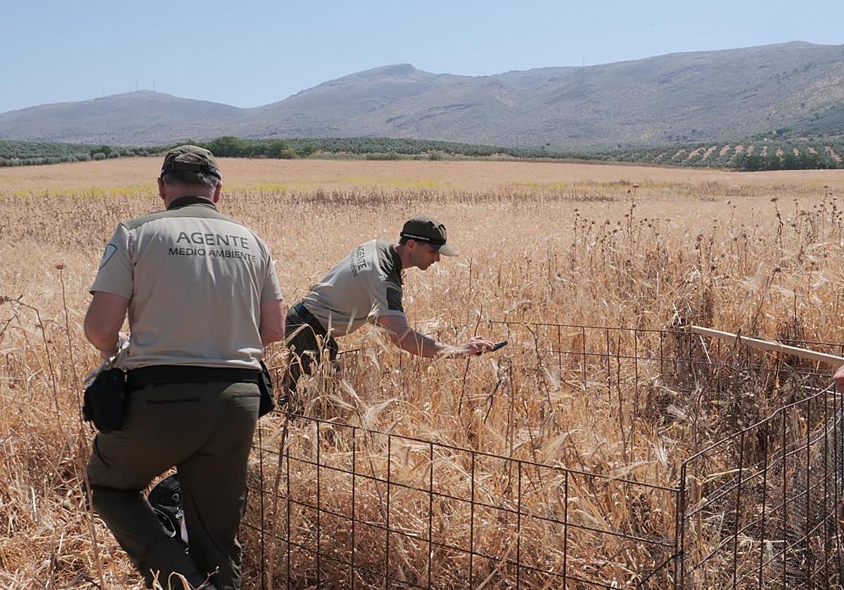 La Junta refuerza en Granada la conservación del aguilucho cenizo con ...