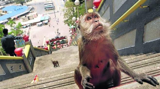 Un atraco a mono armado | Ideal