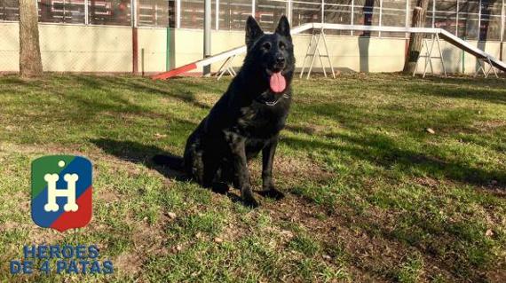 ¿Quién quiere adoptar a este perro agente de Policía Nacional? | Ideal