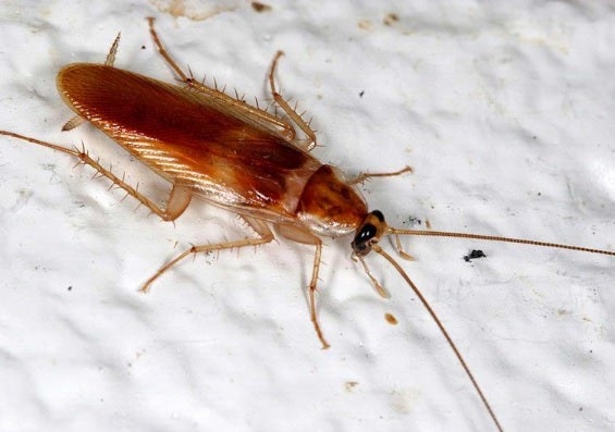 Cucaracha Voladora Gigante Cucaracha Roja O Americana ForaPlagues