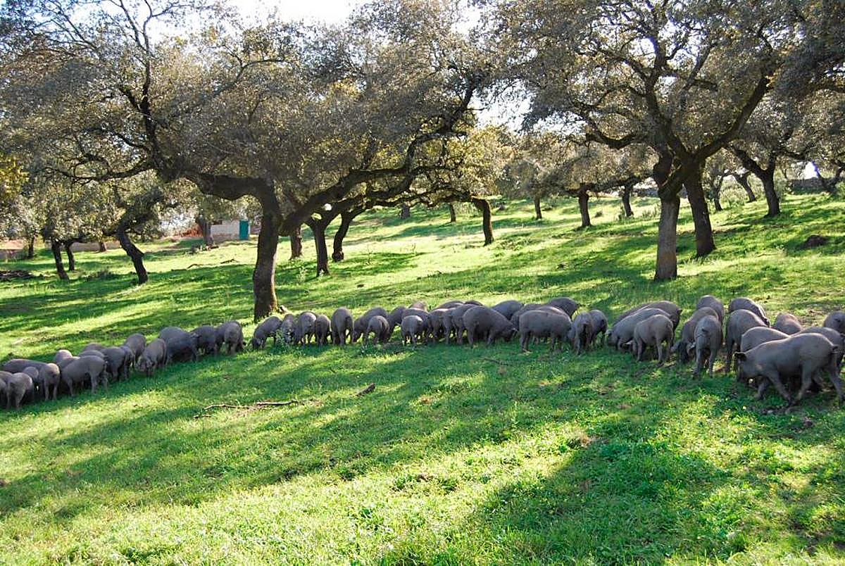 El cerdo ibérico, más presente que nunca | La Gaceta de Salamanca