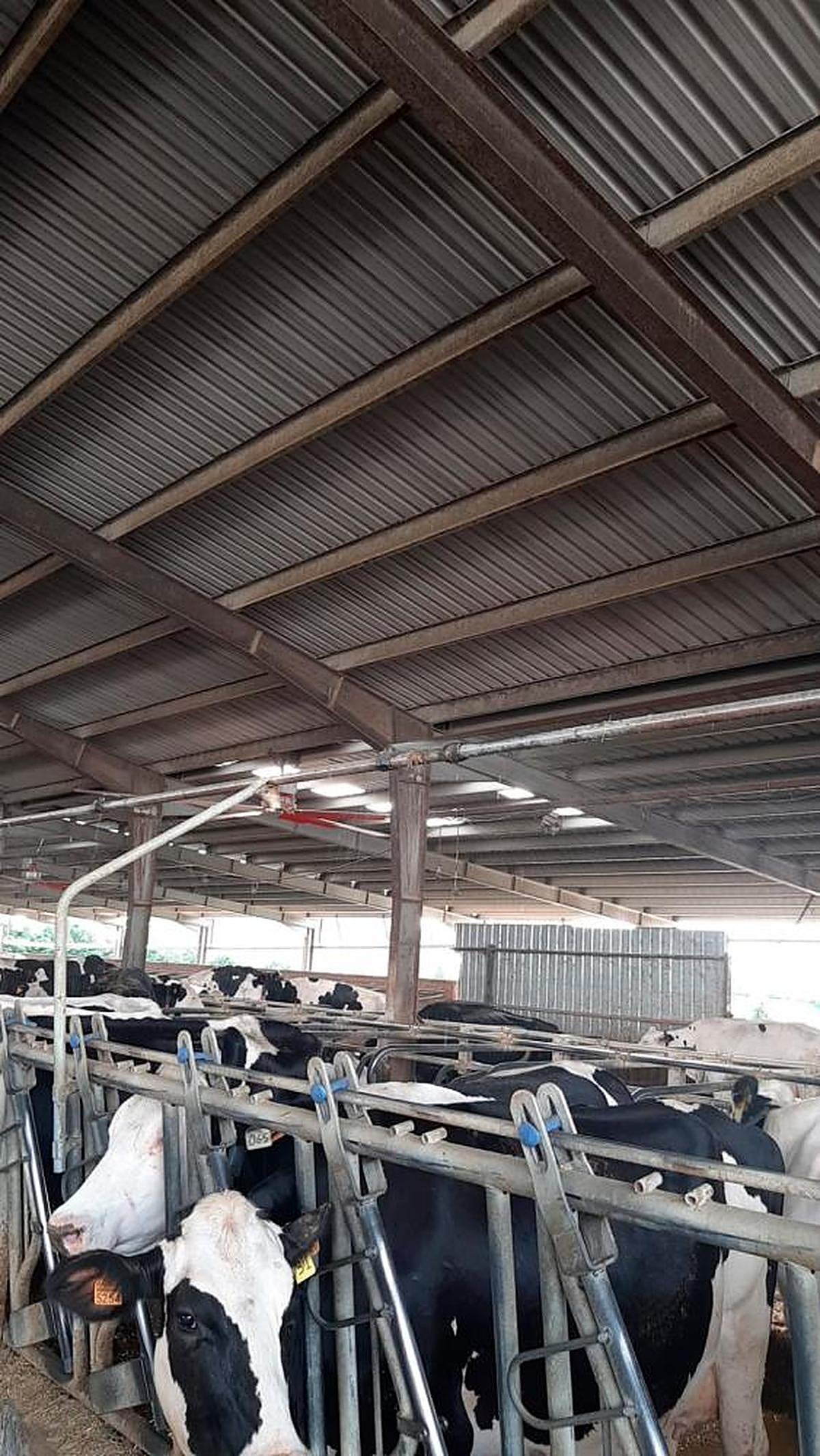 Aprobada una regulación para la ordenación de las granjas bovinas | La Gaceta de Salamanca