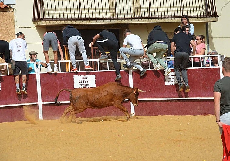 Fervor por la patrona en El Maíllo | La Gaceta de Salamanca