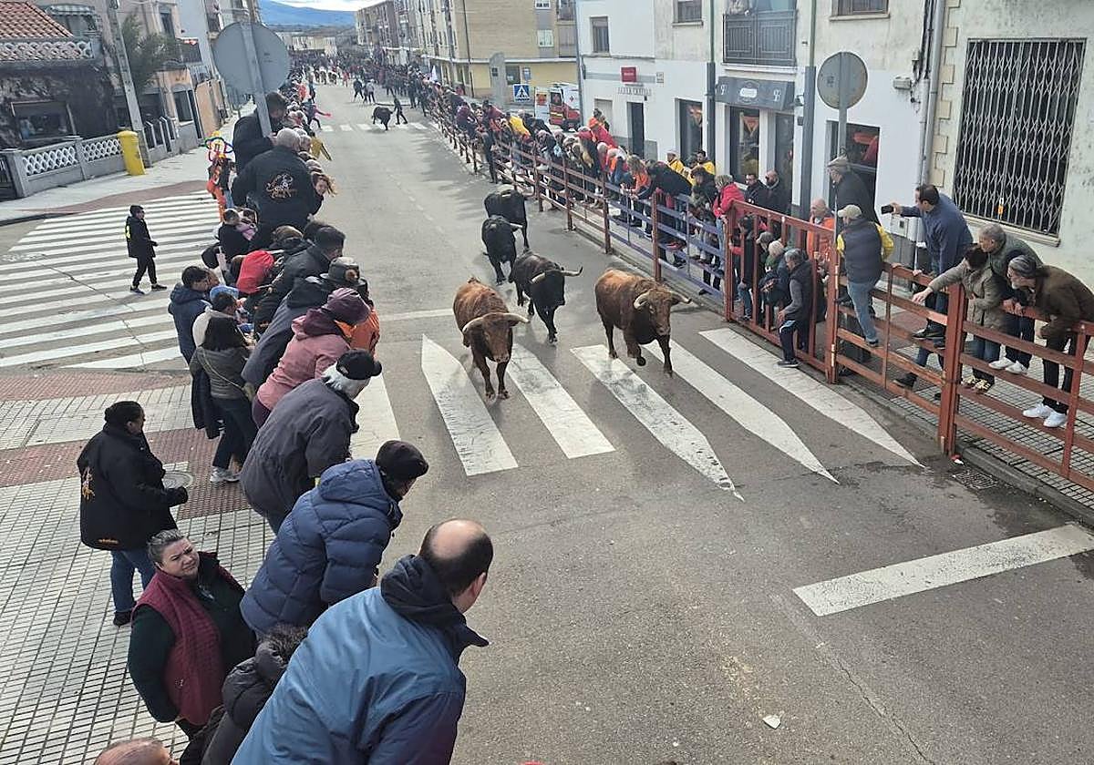 Un peligroso encierro cierra la serie del Carnaval del Toro | La Gaceta ...
