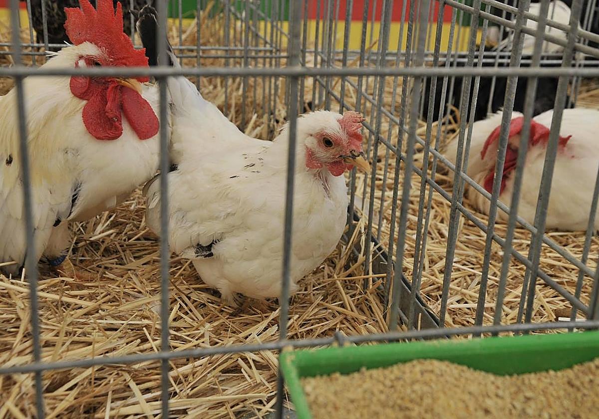 Tres meses con las gallinas encerradas y hartos de pérdidas | La Gaceta ...