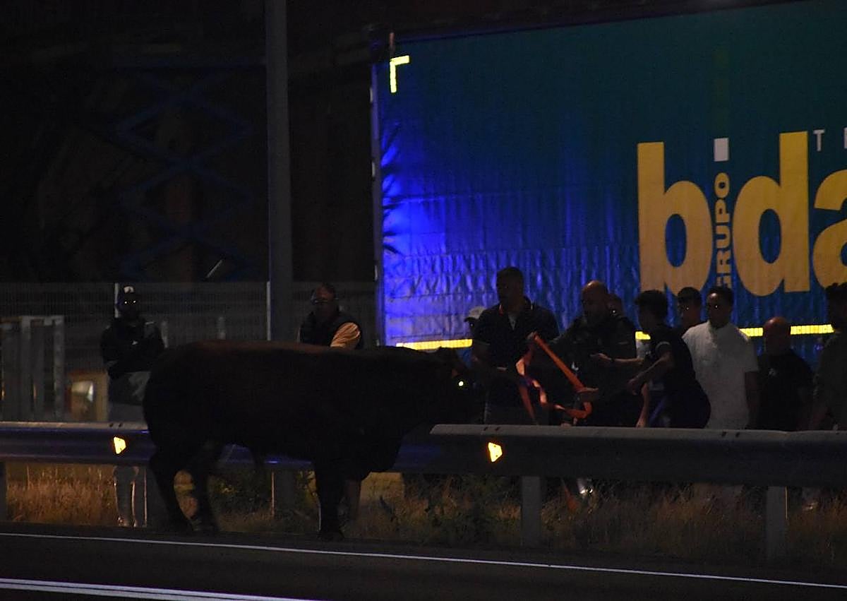 Un toro se escapa del matadero de Calahorra, permanece cuatro horas ...
