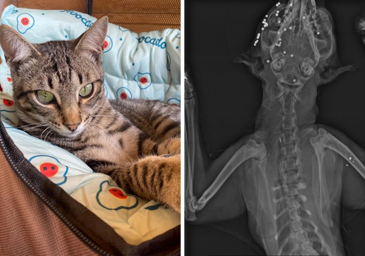 Matan a perdigonazos a un gato que estaba en el interior de la finca de ...
