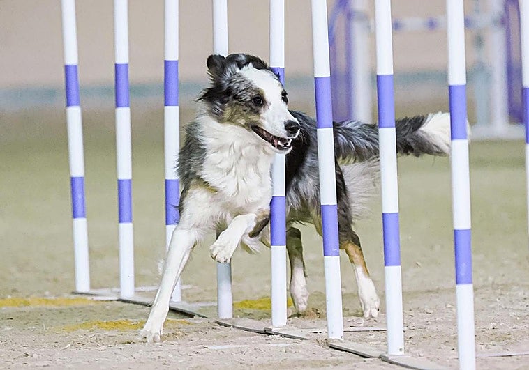 Claudia Fernández e Iris, subcampeonas de España de agility | La Rioja