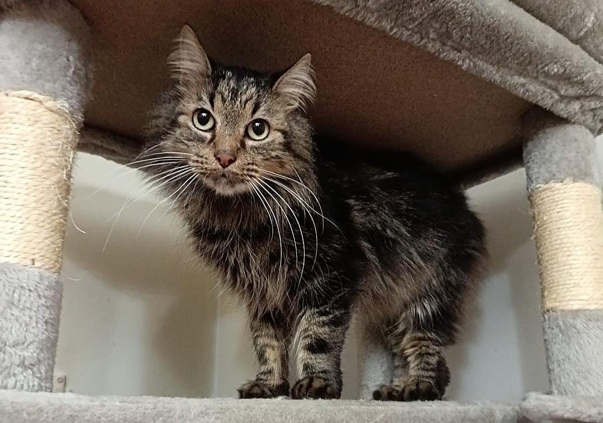 Titán: tranquilo, agradecido y amigo de los perros | La Rioja