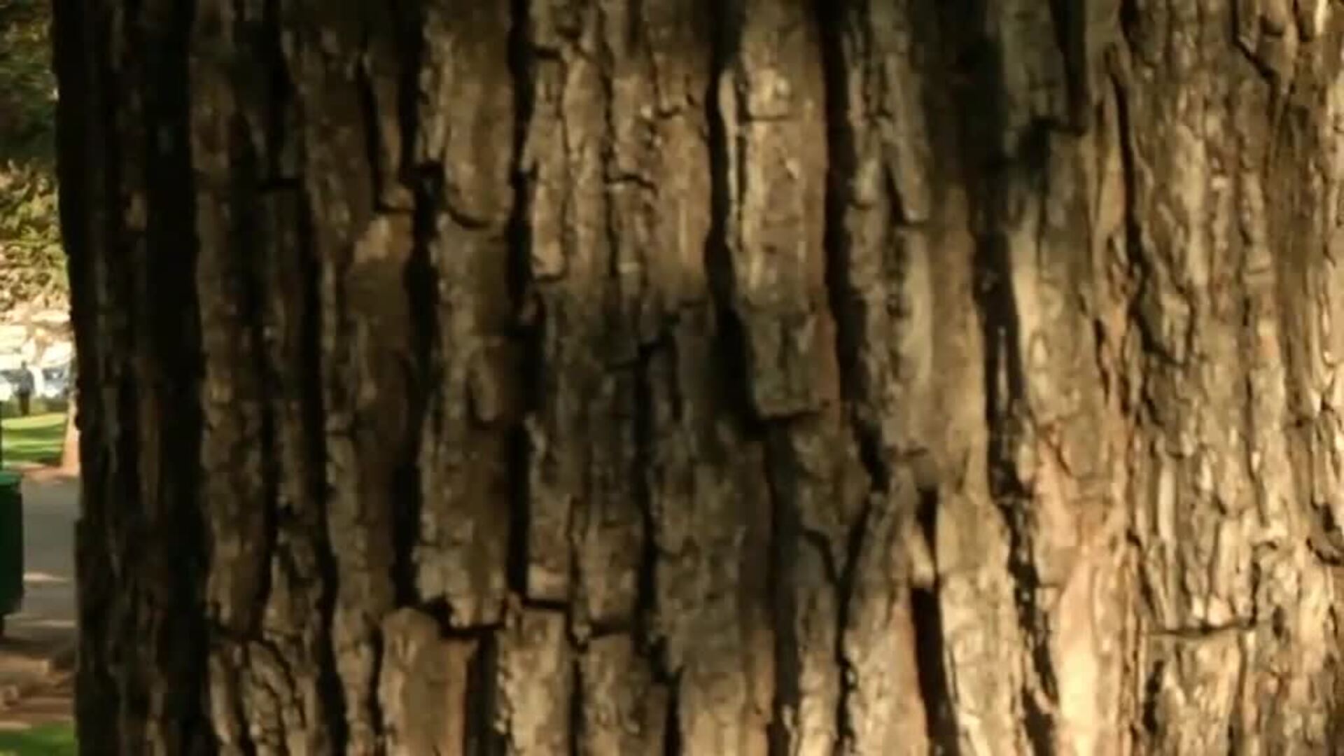 Un árbol de Chile podría ser el más antiguo del mundo con más de 5.000 ...