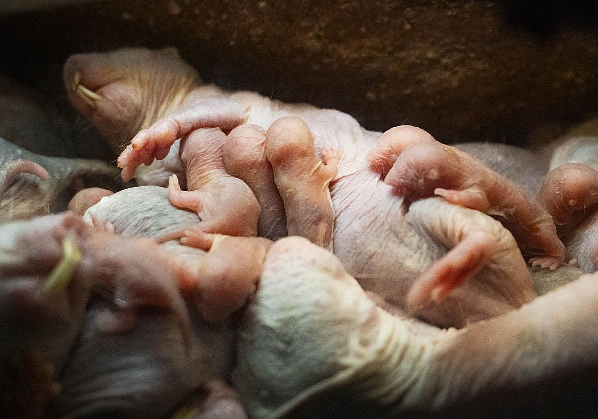 Ratas topo en Bioparc Valencia | El rarísimo mamífero del Bioparc que ...