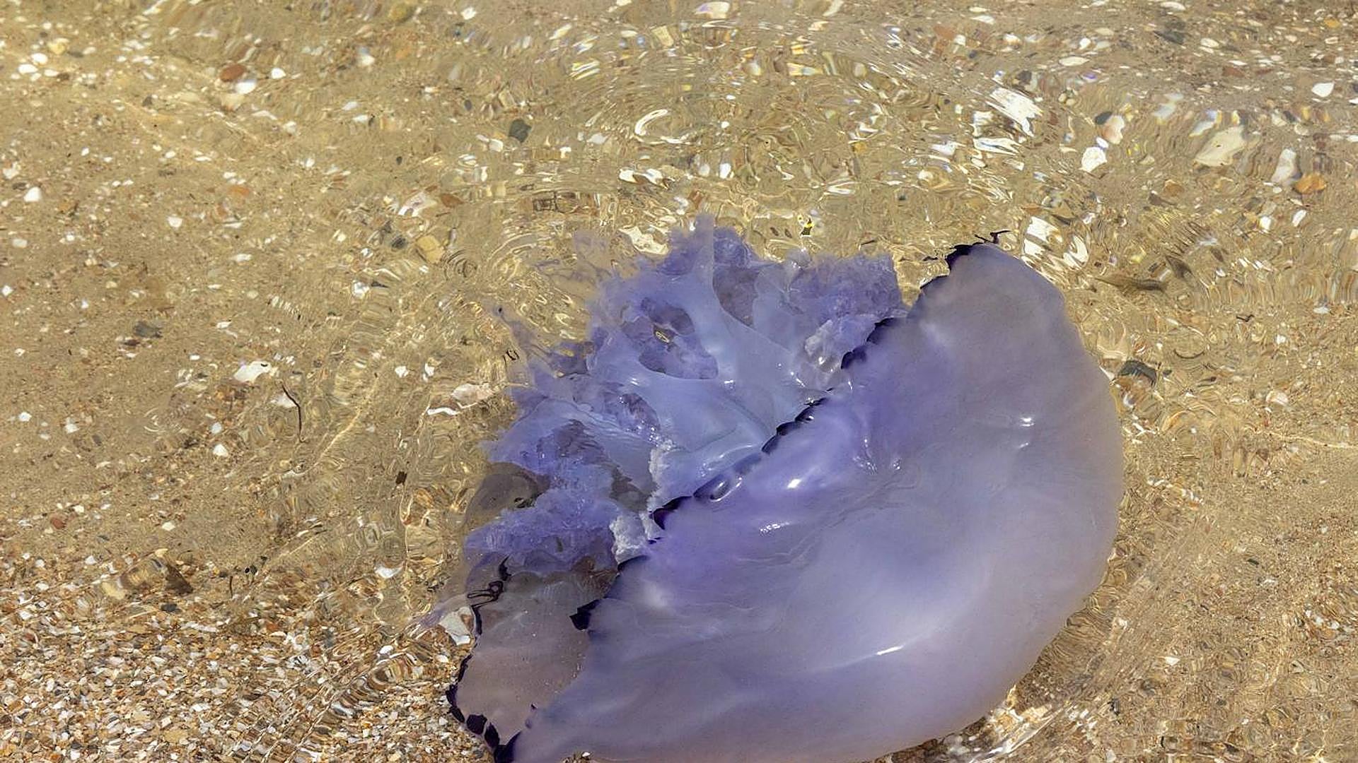 Medusa Alien | La especie venenosa que vuelve a amenazar las playas del ...